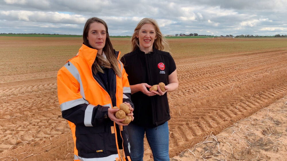Pye Group – Potatoes, Carrots and Onions from the Mallee - PickALocalPickSA