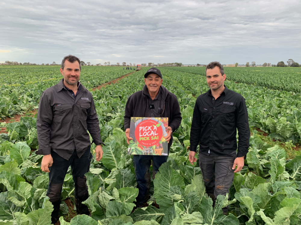 Musolino Farms - PickALocalPickSA